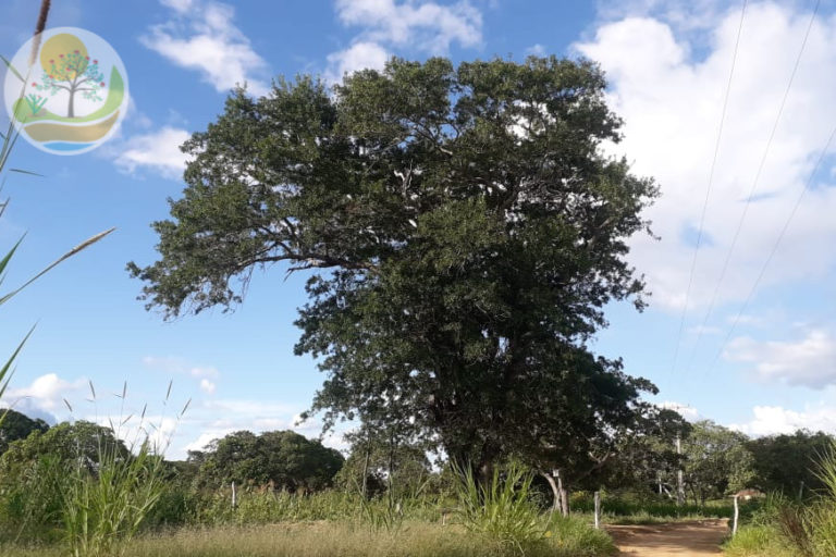 Projeto Caatinga | Informações gerais